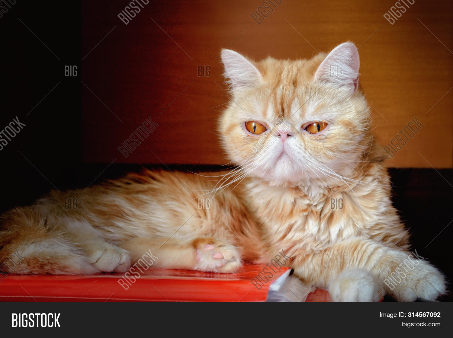 Charming Kitty Exotic Image & Photo (Free Trial) | Bigstock
