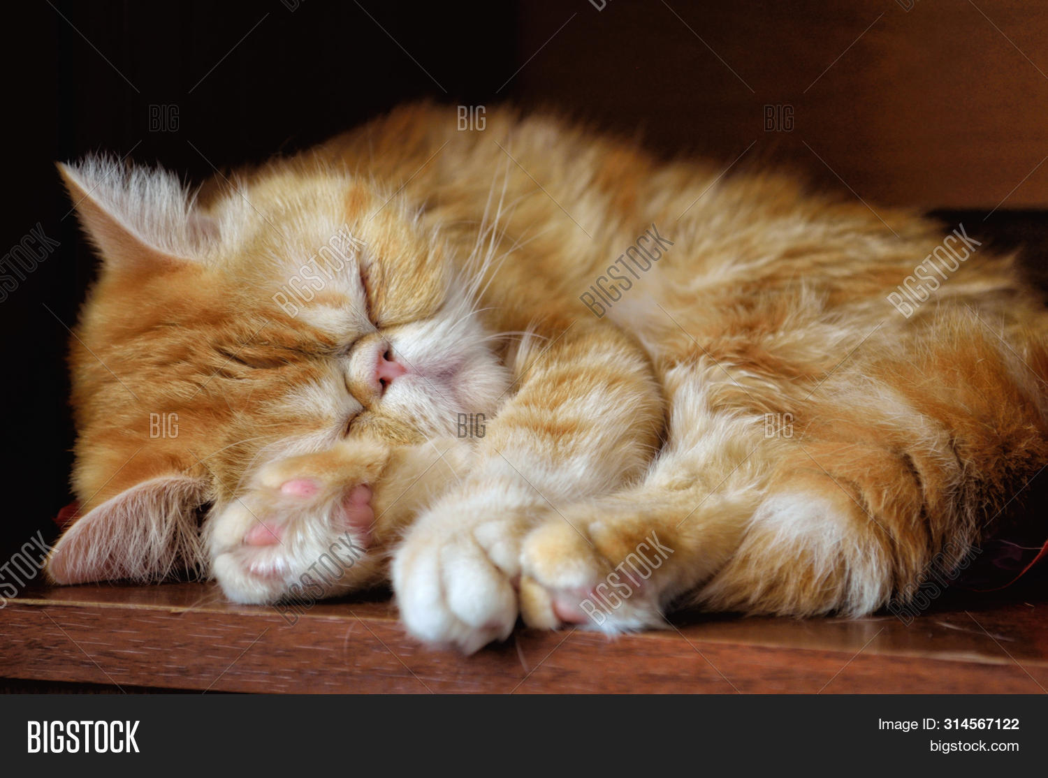 Charming Kitty Exotic Image & Photo (Free Trial) | Bigstock