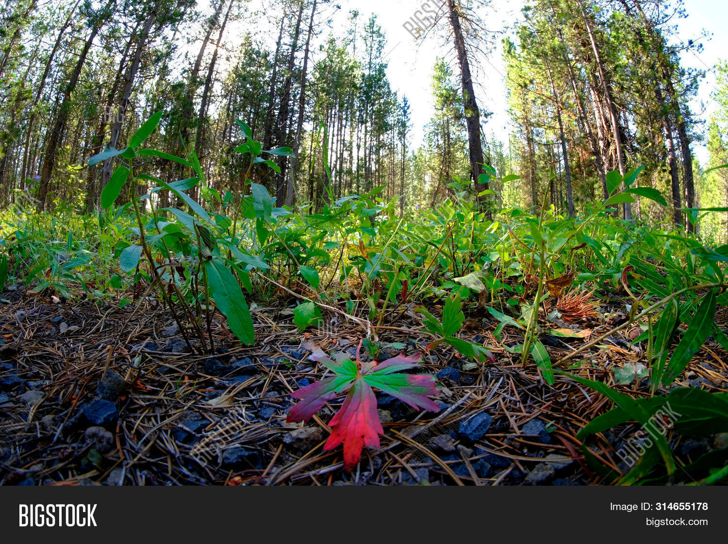 Red Leaf Forest Floor Image & Photo (Free Trial) | Bigstock