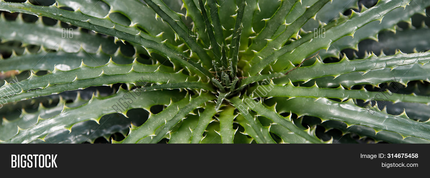 Plant Hechtia Texensis Image & Photo (Free Trial) | Bigstock
