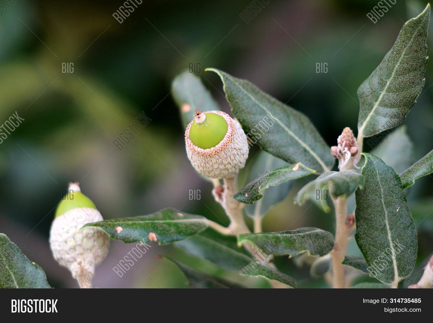 Evergreen Oak Quercus Image & Photo (Free Trial) | Bigstock