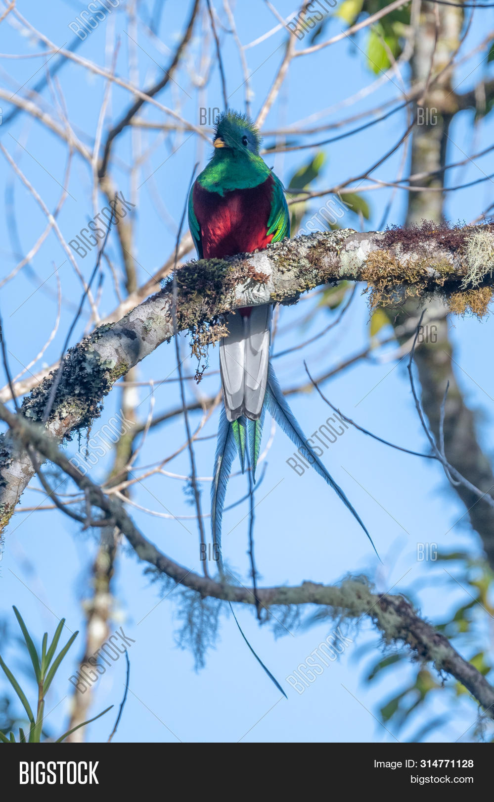 Resplendent Quetzal, Image & Photo (Free Trial) | Bigstock