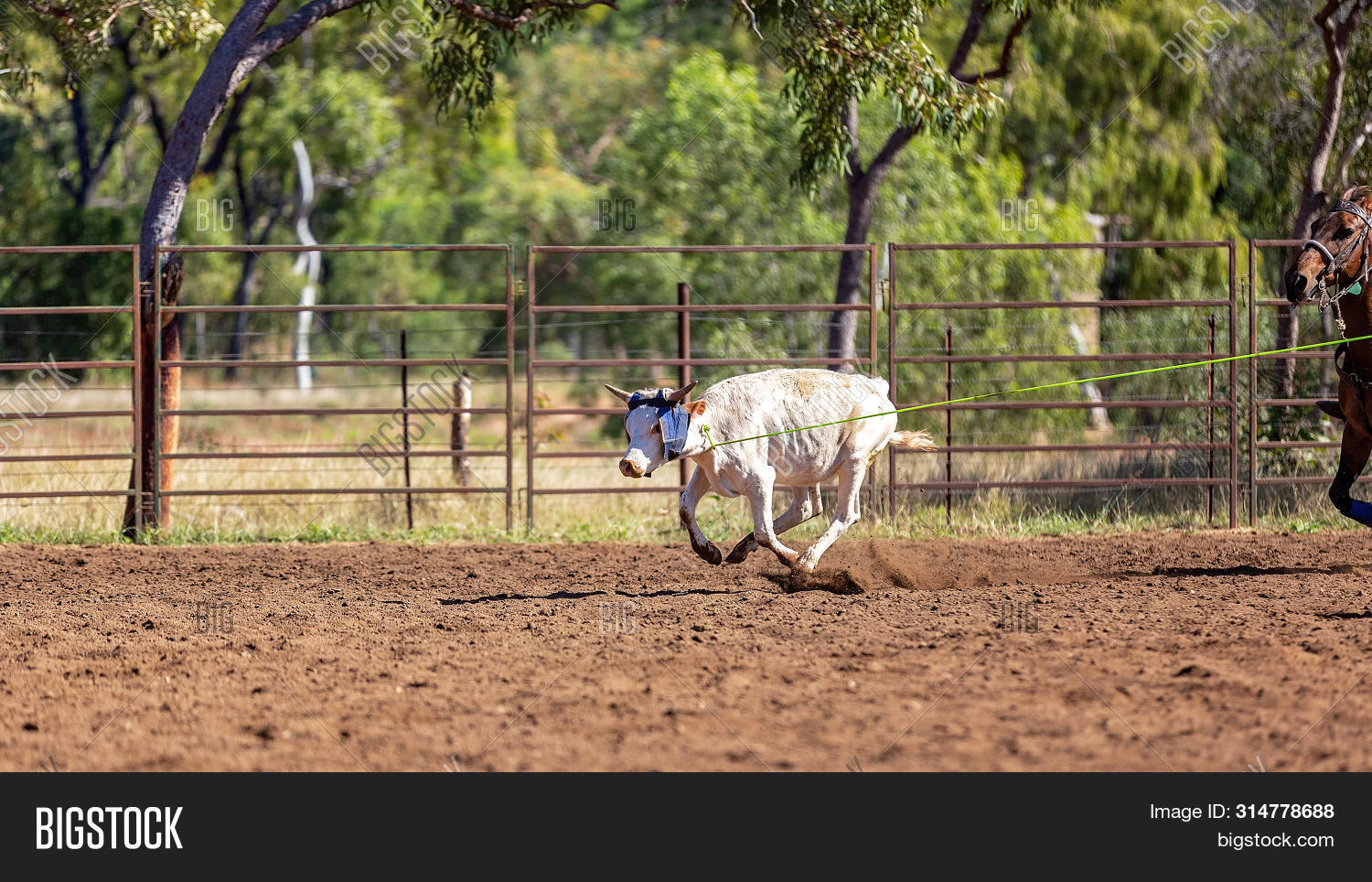 Calf Being Lassoed Image & Photo (Free Trial) | Bigstock
