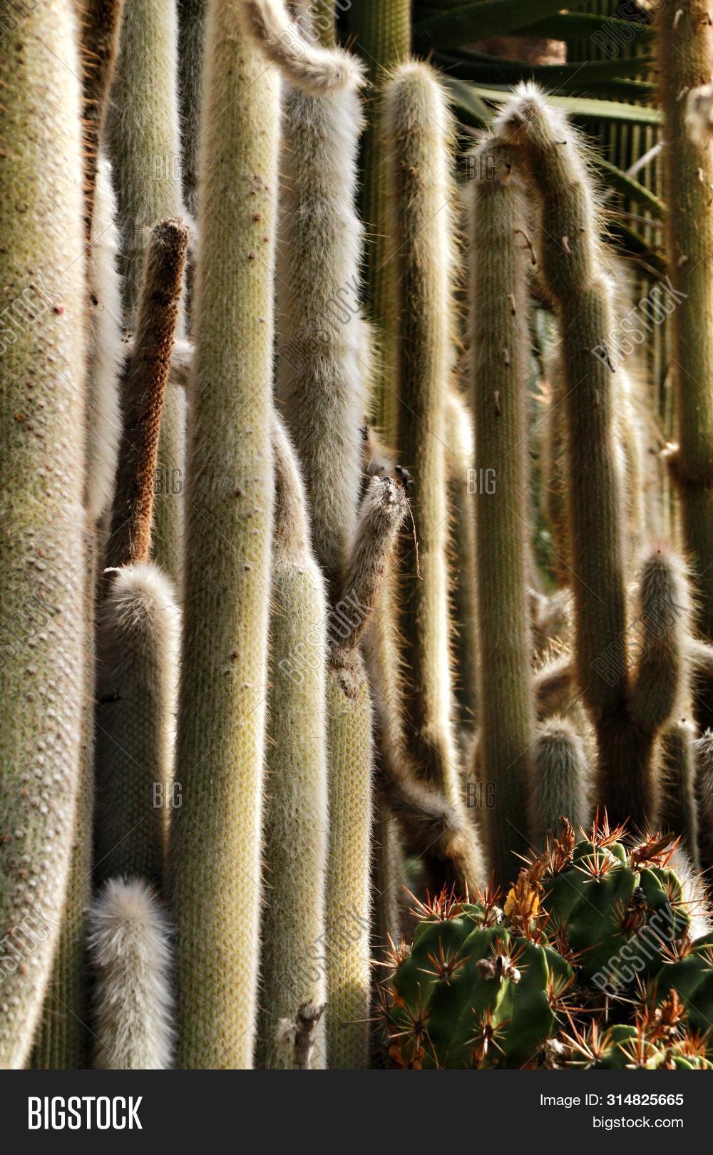 Cleistocactus Strausii Image & Photo (Free Trial) | Bigstock