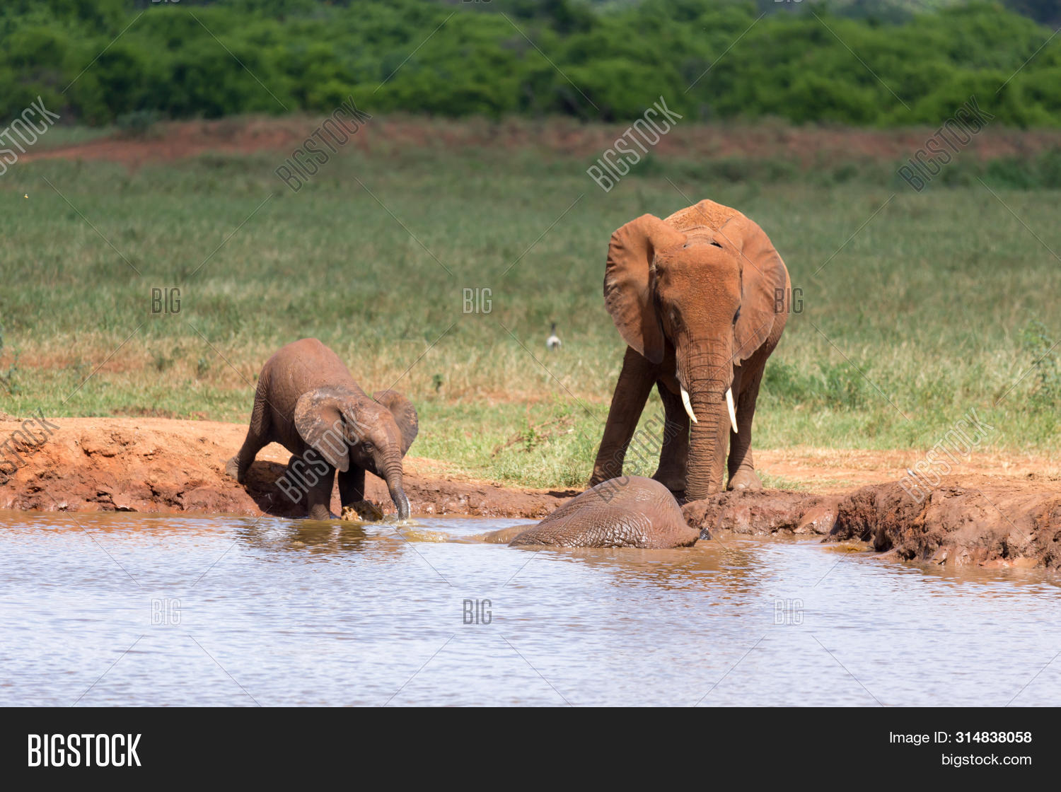 Family Red Elephants Image & Photo (Free Trial) | Bigstock