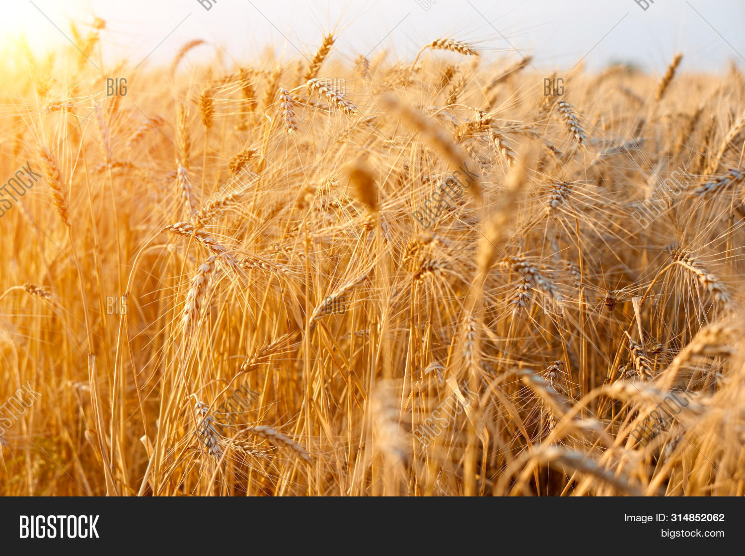 Gold Wheat Grain Field Image & Photo (Free Trial) | Bigstock