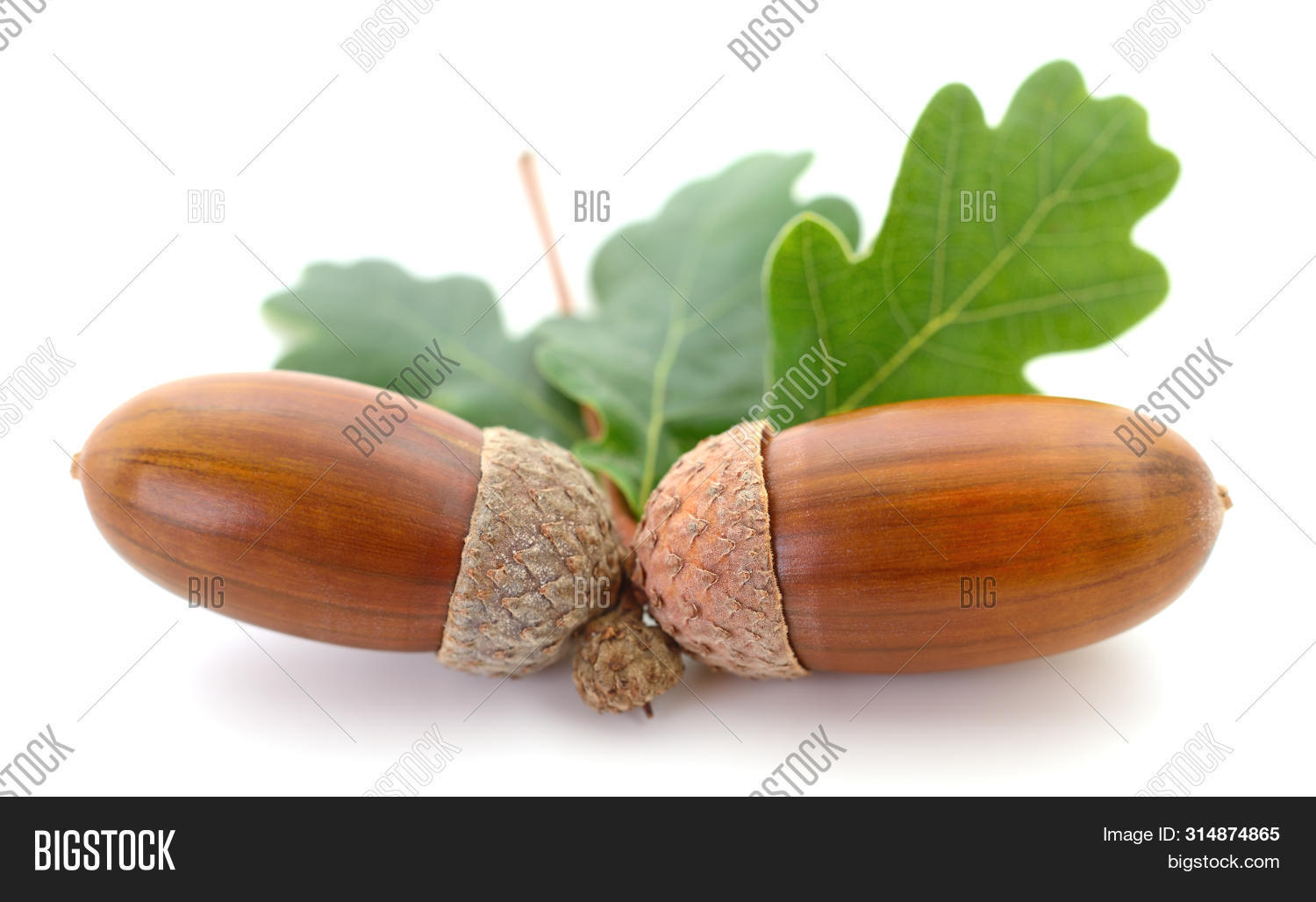Oak Acorns Leaf Image & Photo (Free Trial) | Bigstock