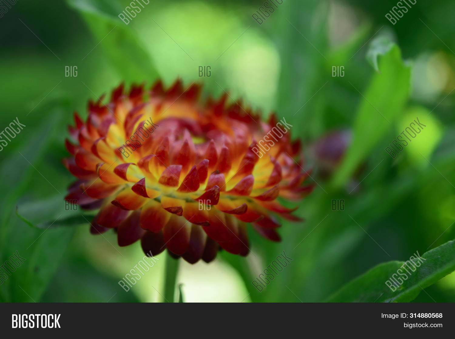Strawflower Has Image & Photo (Free Trial) | Bigstock