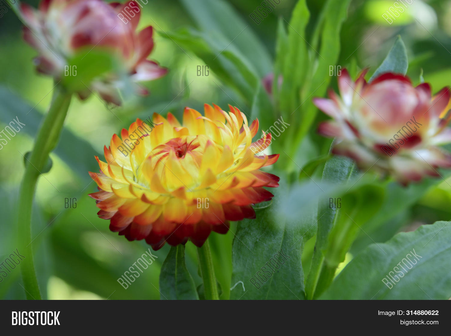 Strawflower Has Image & Photo (Free Trial) | Bigstock