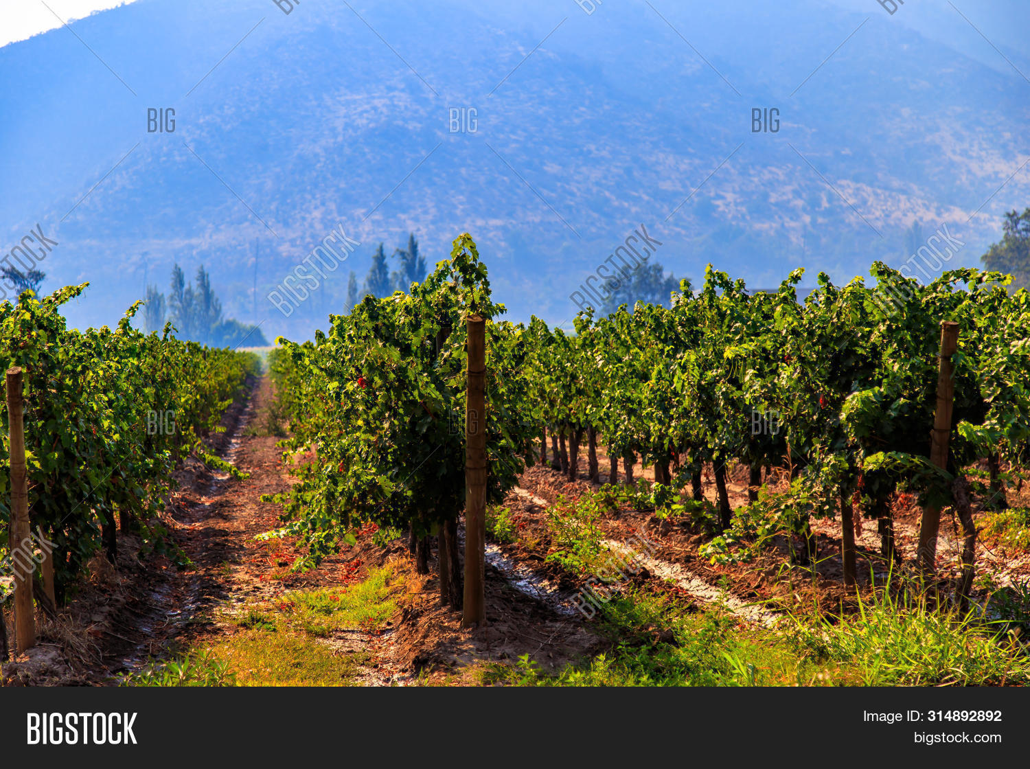 Winery, Maipo Valley, Image & Photo (Free Trial) | Bigstock