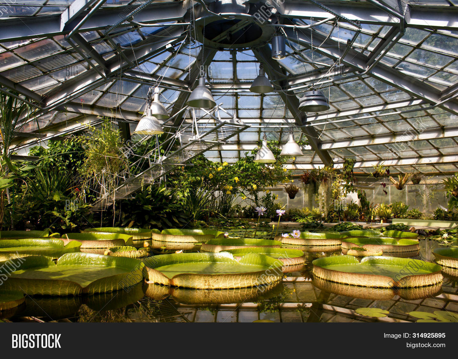 Aquatic Botanical Image & Photo (Free Trial) | Bigstock