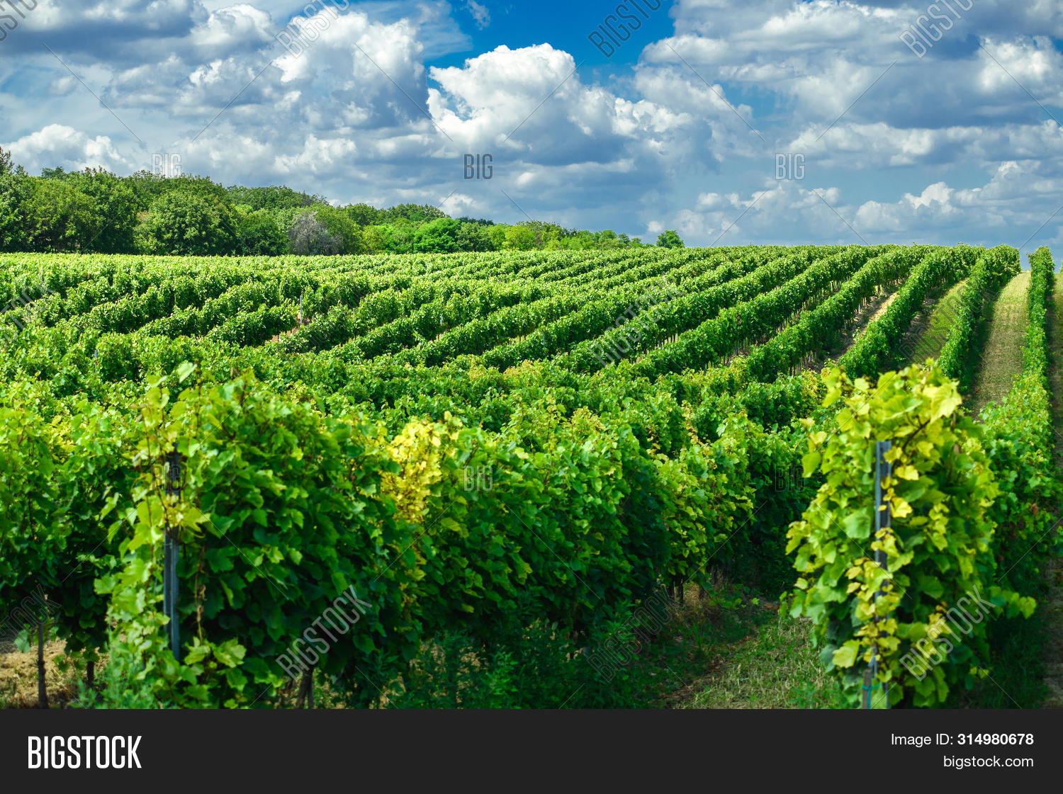 Vineyard Landscape Image & Photo (Free Trial) | Bigstock