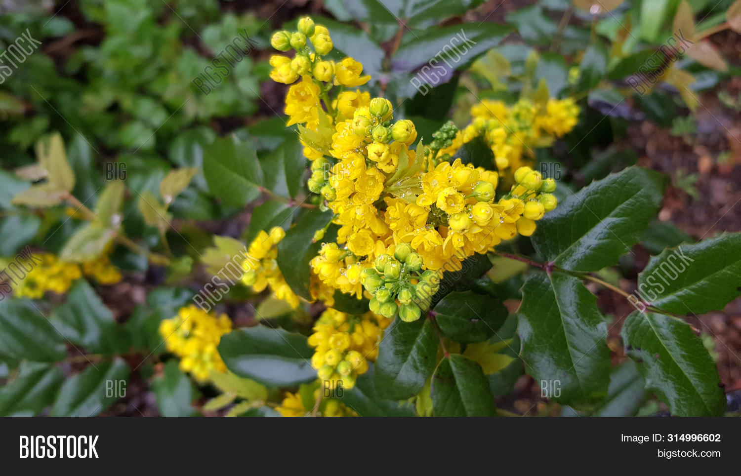 Blooming Bush Holly Image & Photo (Free Trial) | Bigstock