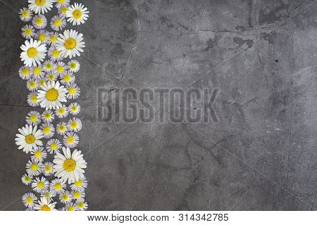 Daisy Flowers Raw On Image & Photo (Free Trial) | Bigstock