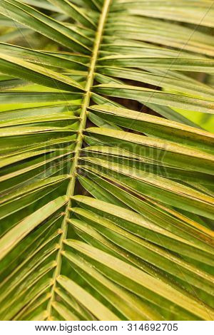 Branches Palm Trees Image & Photo (Free Trial) | Bigstock