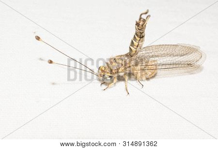 Ant Lions Insect Image & Photo (Free Trial) | Bigstock