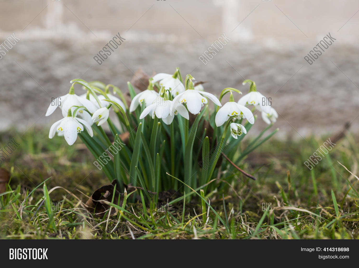 Snowdrop Common Image & Photo (Free Trial) | Bigstock