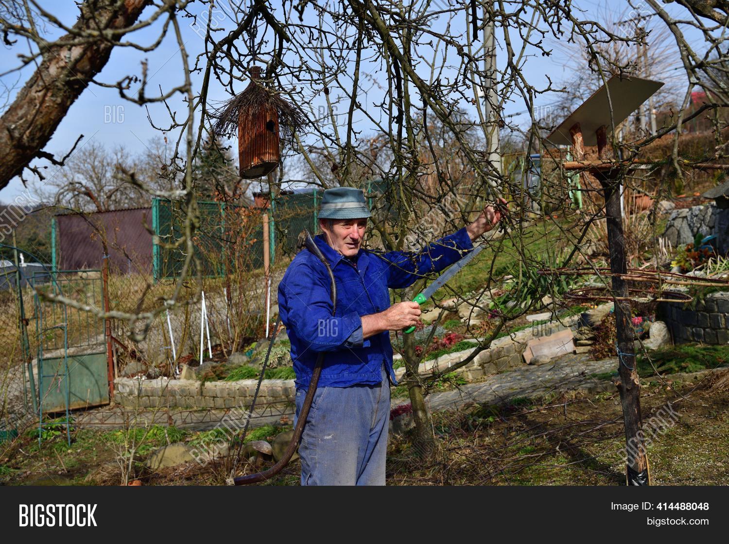 Fruit Grower Trims Image & Photo (Free Trial) | Bigstock