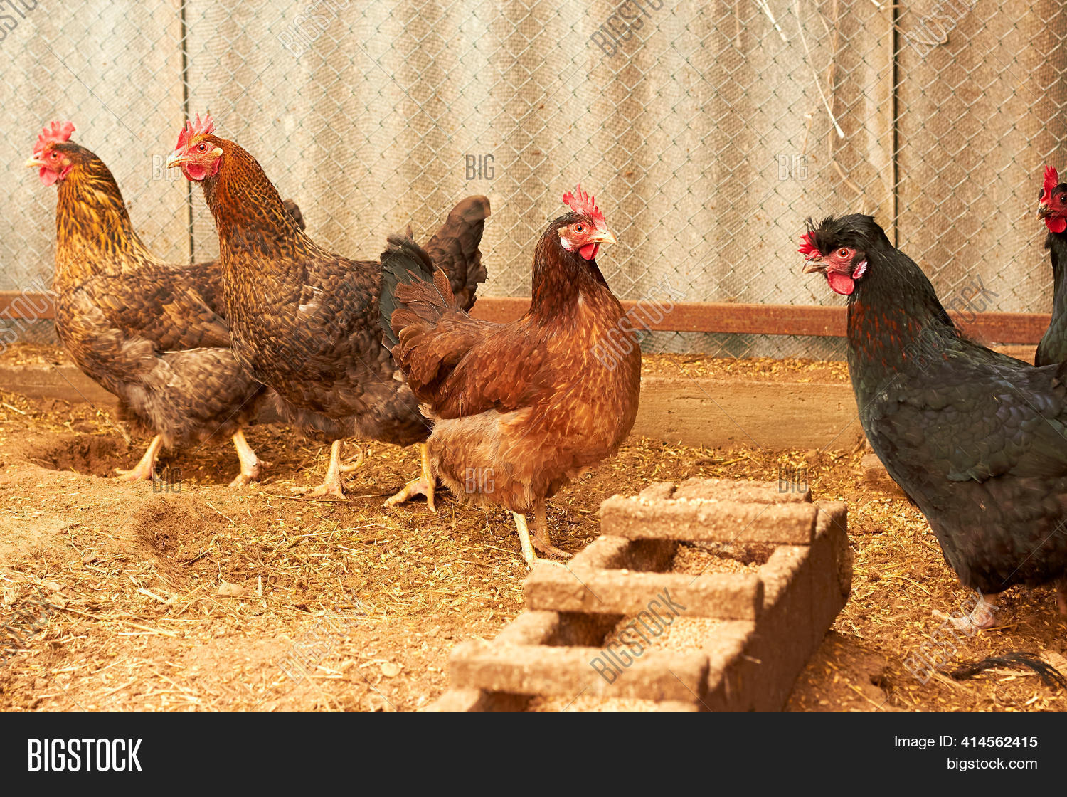 Brown Hen On Farm. Image & Photo (Free Trial) | Bigstock