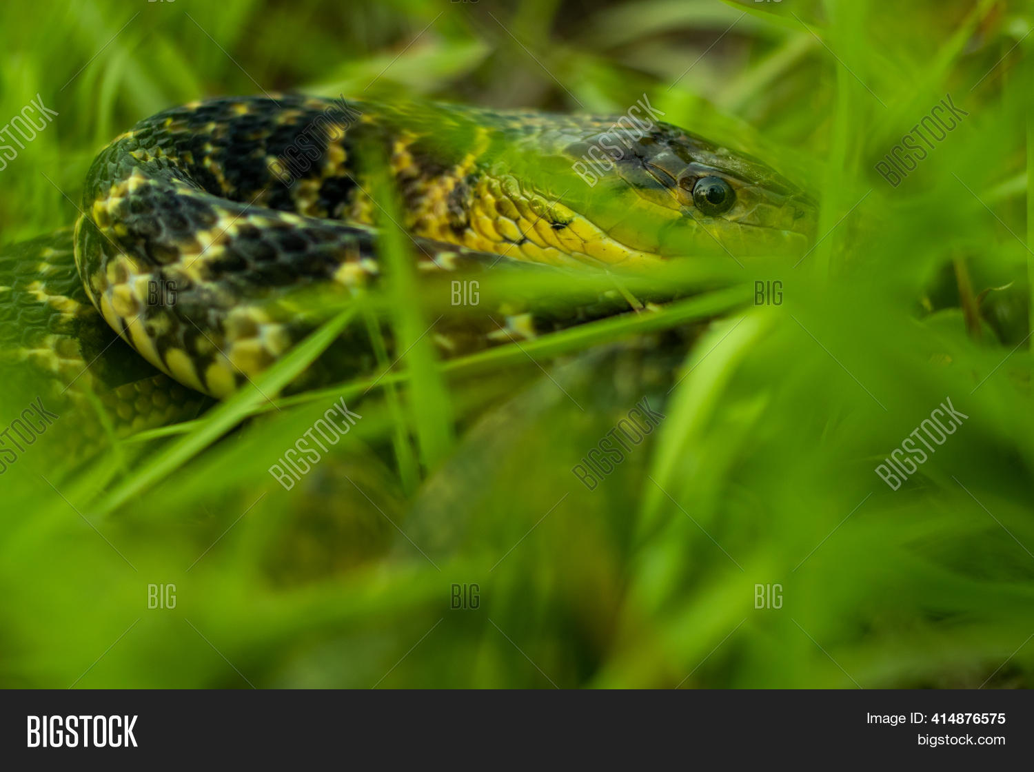 Amphiesma Stolatum Image & Photo (Free Trial) | Bigstock
