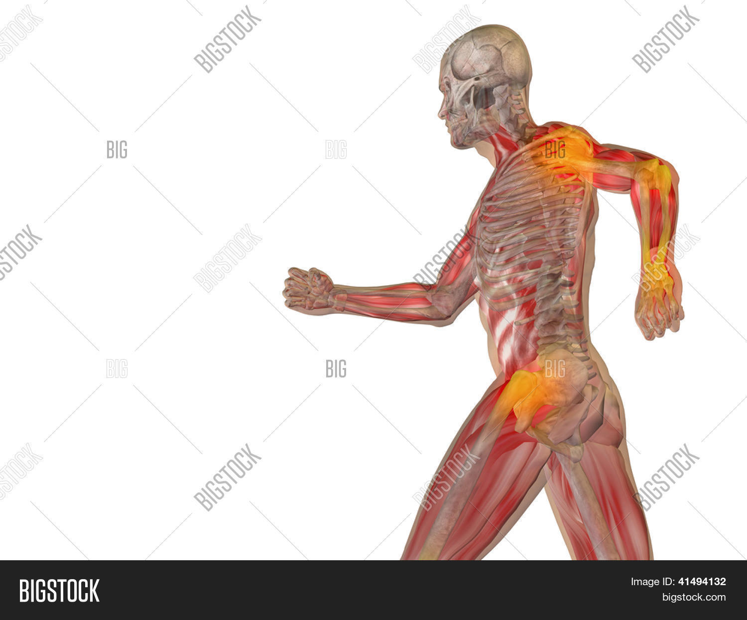 3d Human Male Anatomy Image & Photo (Free Trial) | Bigstock