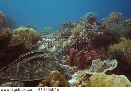 Large Turtle Chilling Image & Photo (Free Trial) | Bigstock