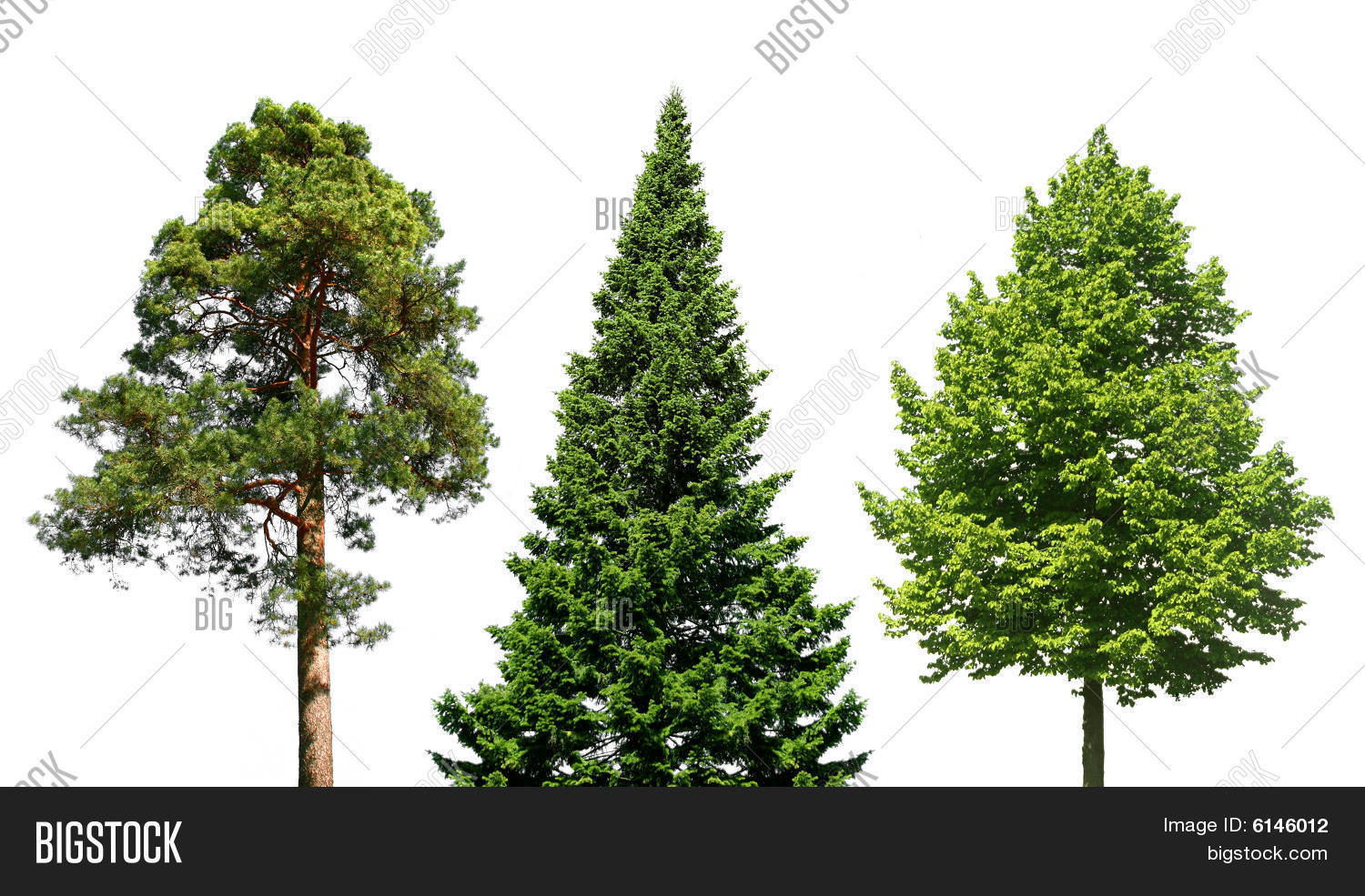 Three Trees On White Image & Photo (Free Trial) | Bigstock