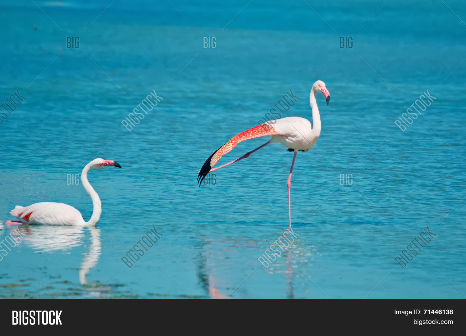 Two Flamingos Image & Photo (Free Trial) | Bigstock