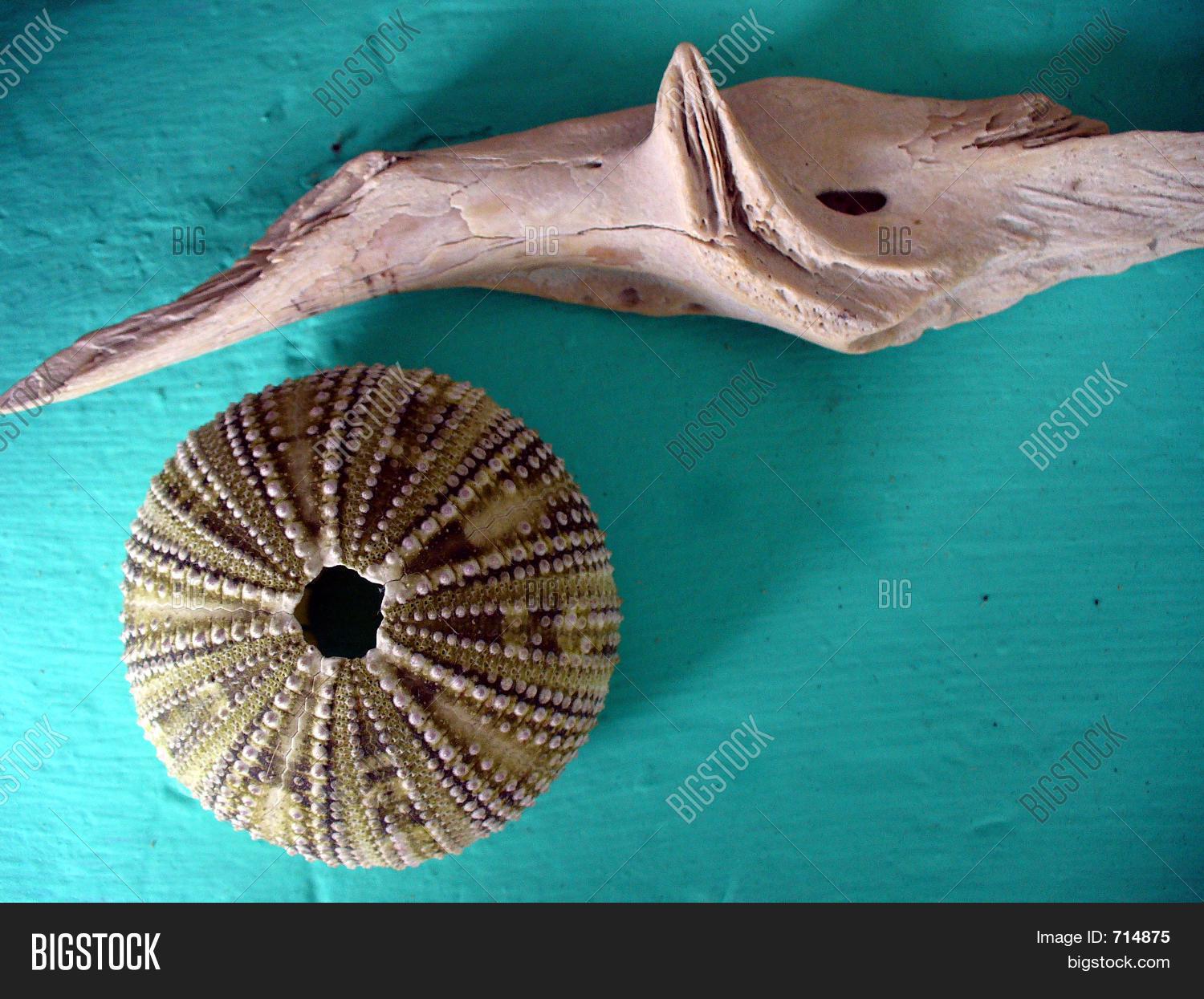 Ocean Still Life Image & Photo (Free Trial) | Bigstock