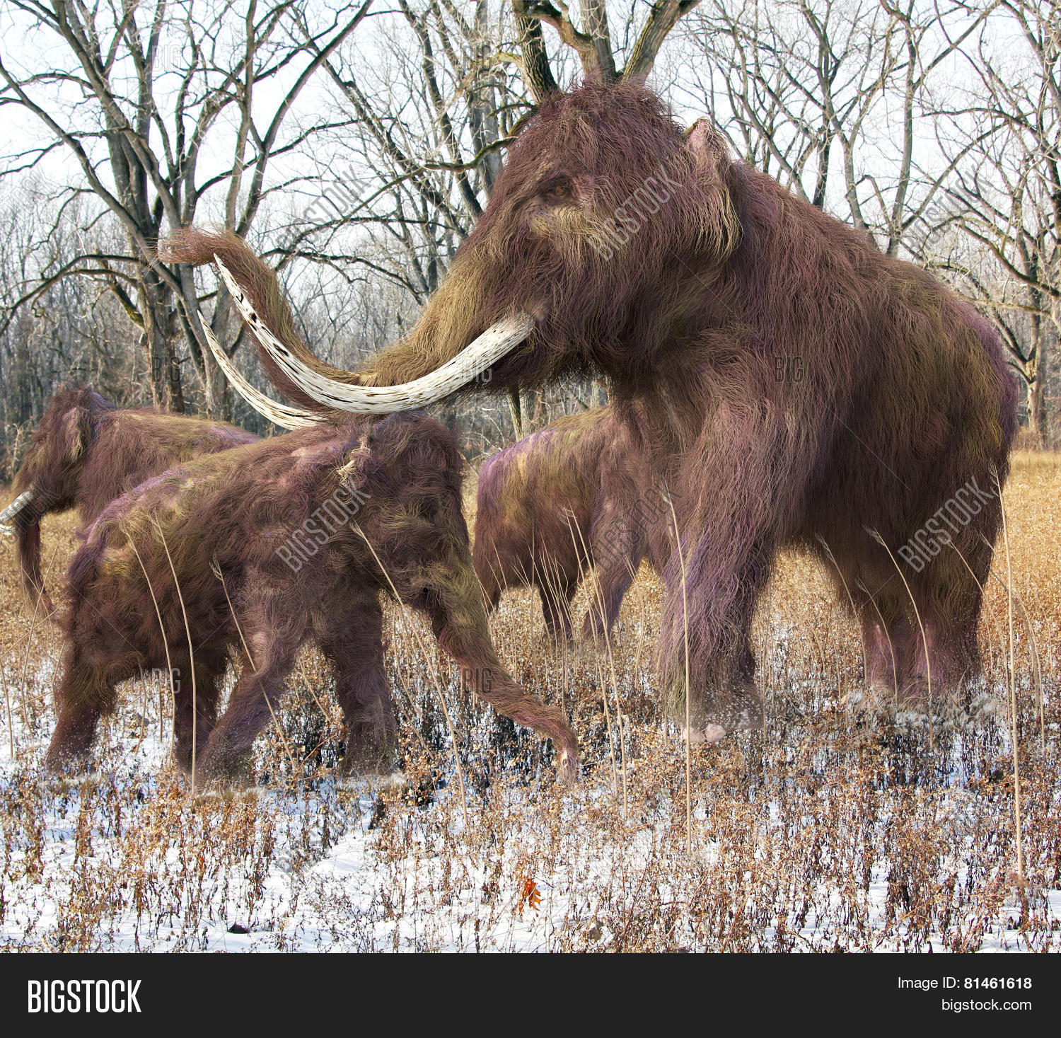 Woolly Mammoth Family Image & Photo (Free Trial) | Bigstock