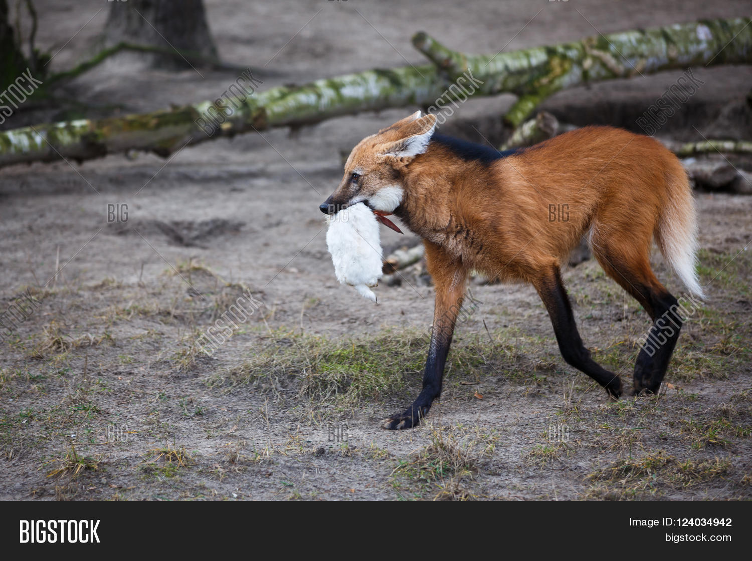 Red Wolf Running Prey Image & Photo (Free Trial) | Bigstock