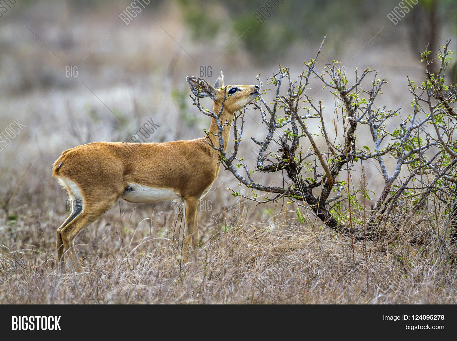 Specie Raphicerus Image & Photo (Free Trial) | Bigstock