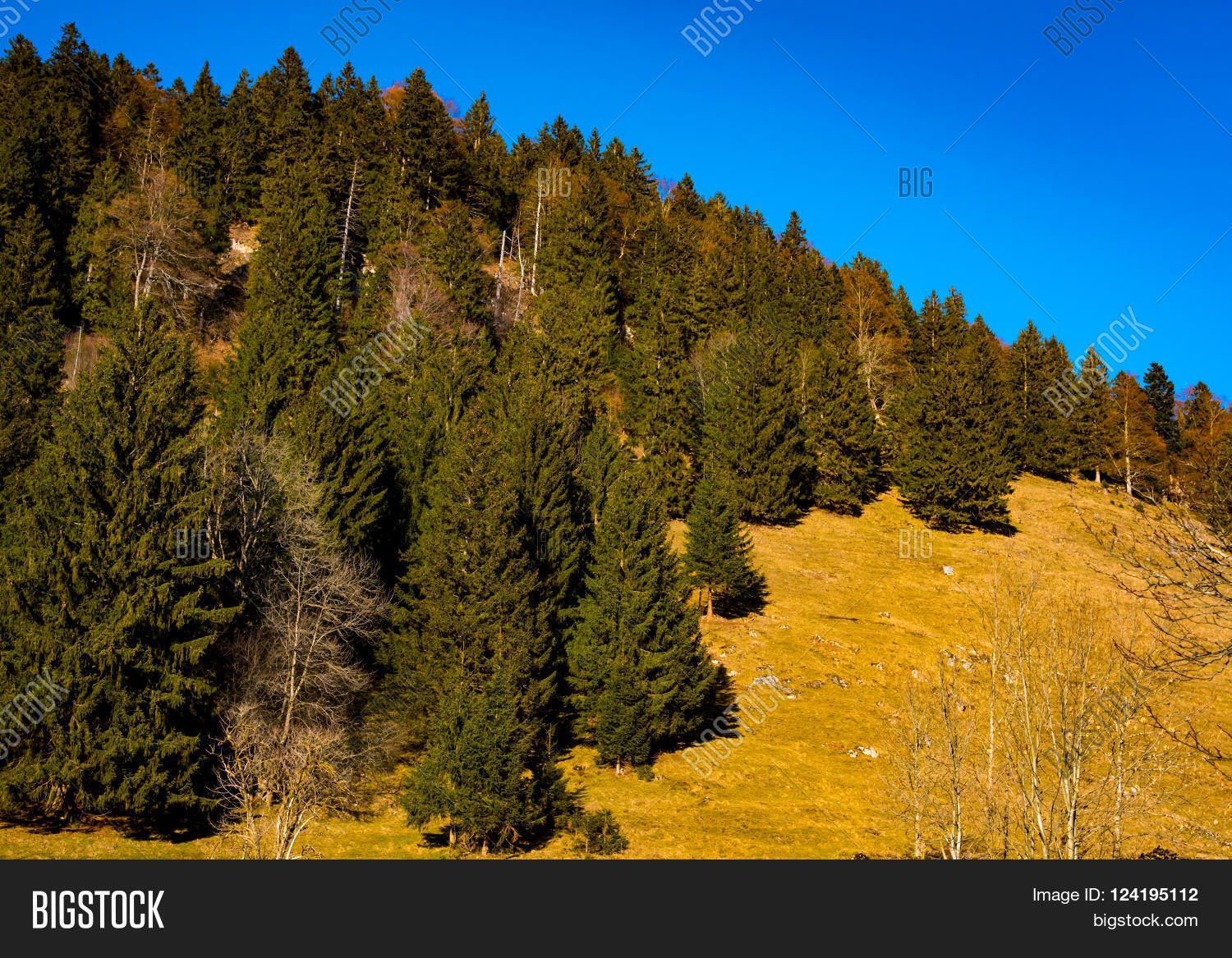 Trees On Hillside Blue Image & Photo (Free Trial) | Bigstock