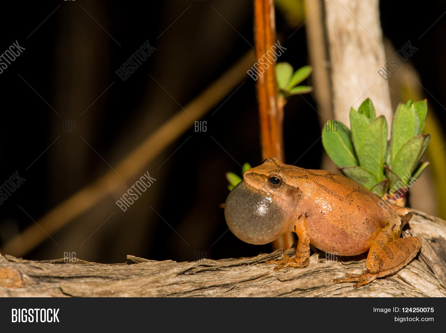 Spring Peeper Calling Image & Photo (Free Trial) | Bigstock