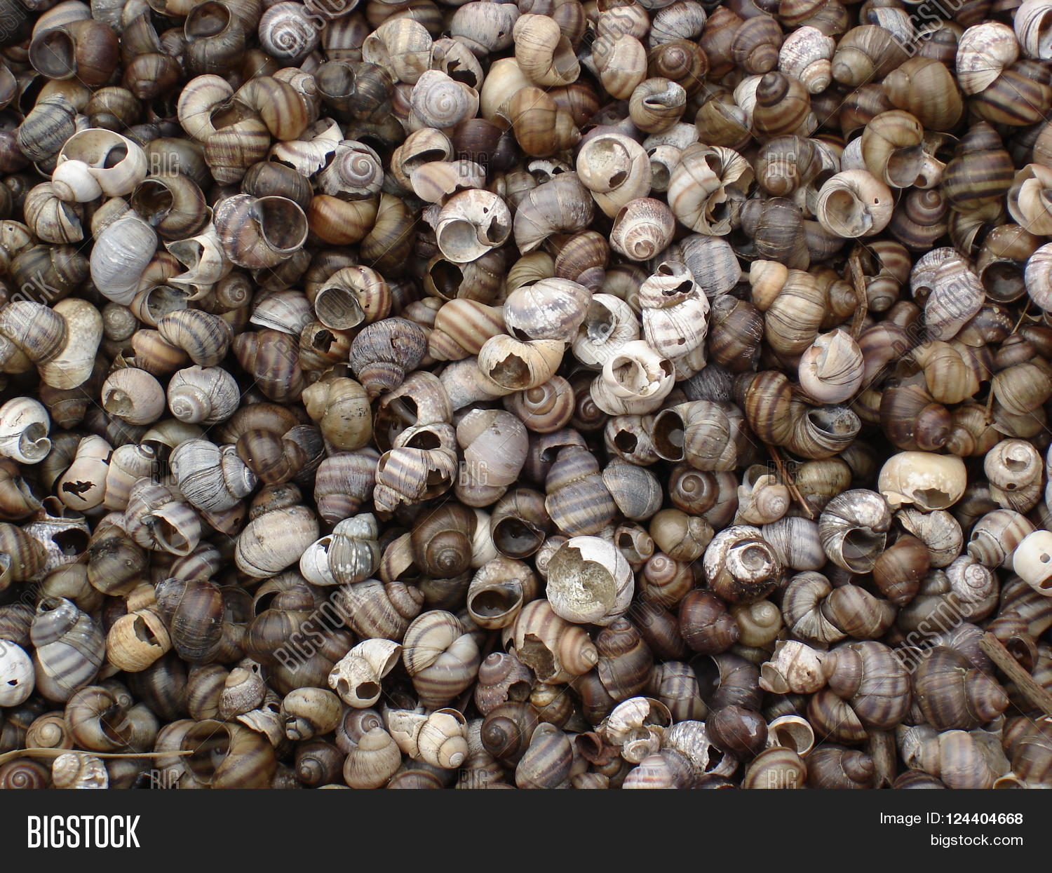 Striped Shells, River Image & Photo (Free Trial) | Bigstock