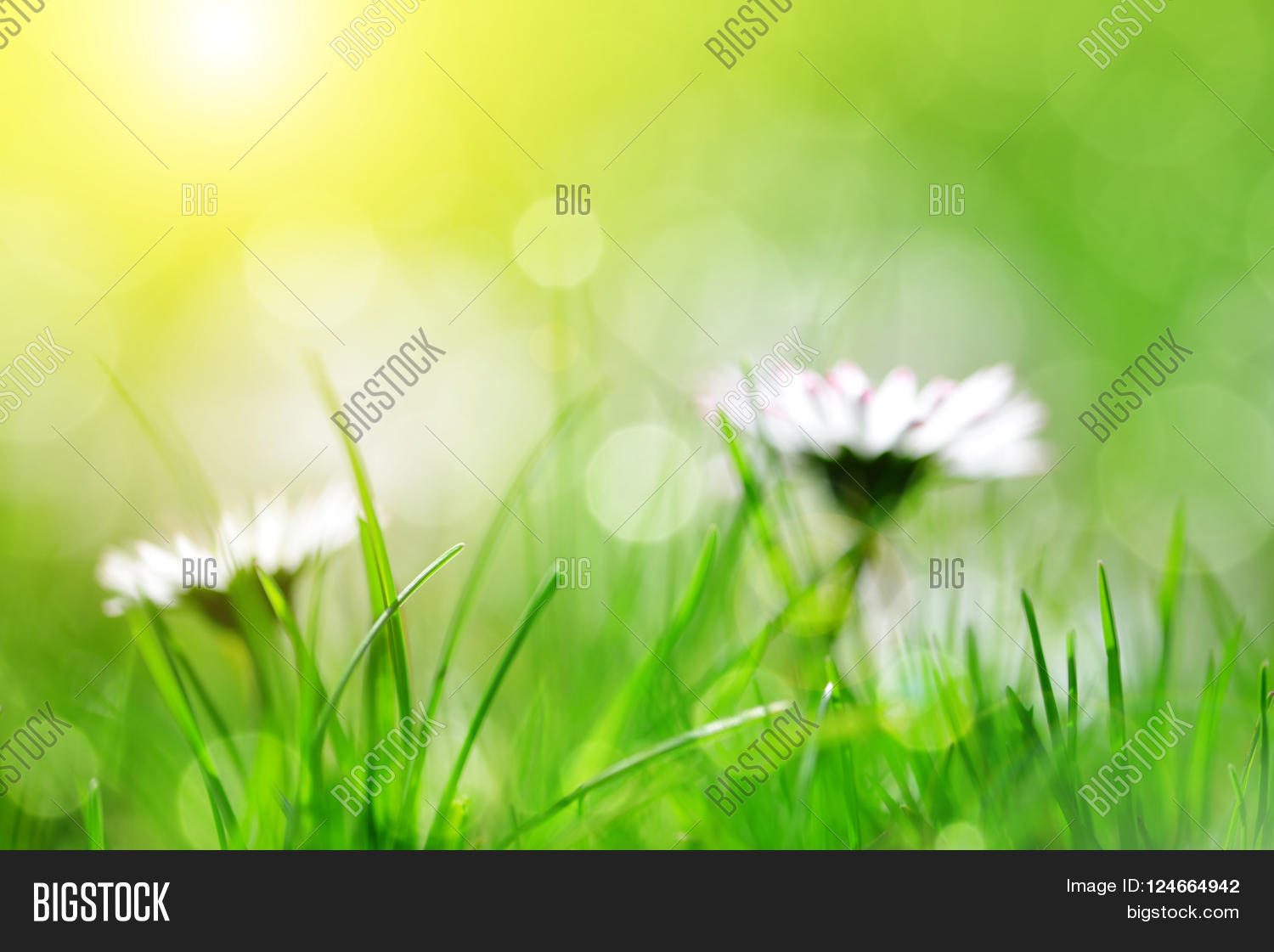 Fresh Spring Bokeh Image & Photo (Free Trial) | Bigstock