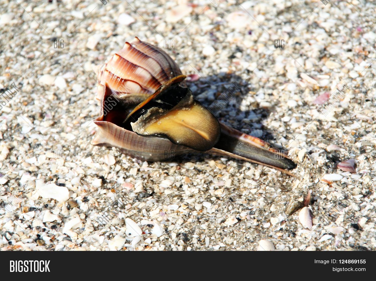 This Chonch On Image & Photo (Free Trial) | Bigstock