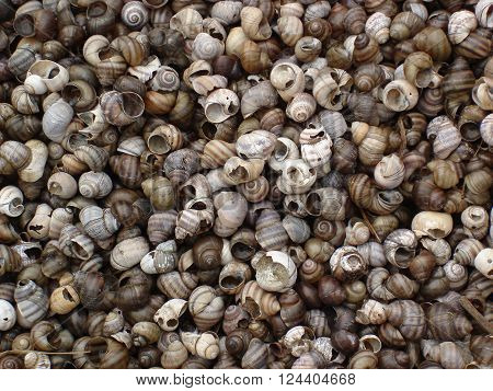 Striped Shells, River Image & Photo (Free Trial) | Bigstock