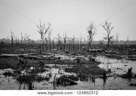 Drought Deforestation Image & Photo (Free Trial) | Bigstock