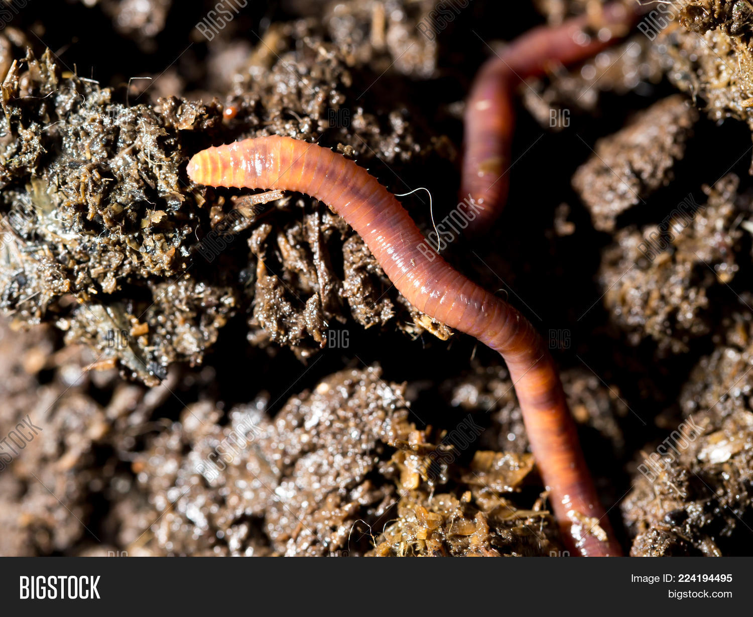 Red Worm Manure. Macro Image & Photo (Free Trial) | Bigstock