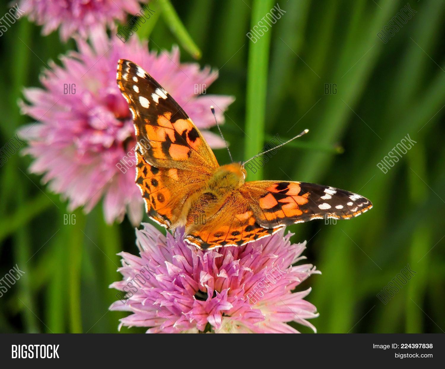 American Painted Lady Image & Photo (Free Trial) | Bigstock