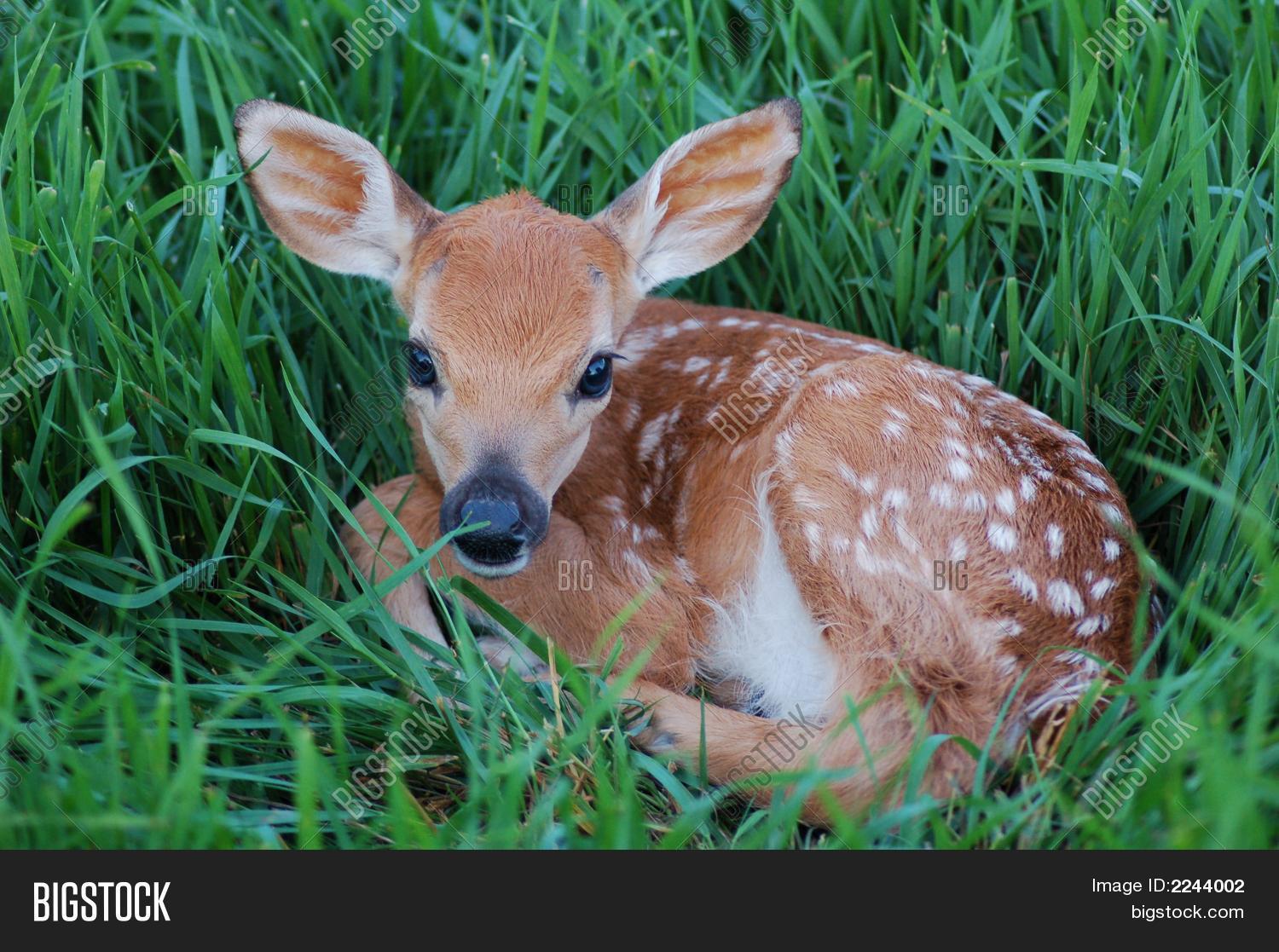Young Spotted Fawn Image & Photo (Free Trial) | Bigstock