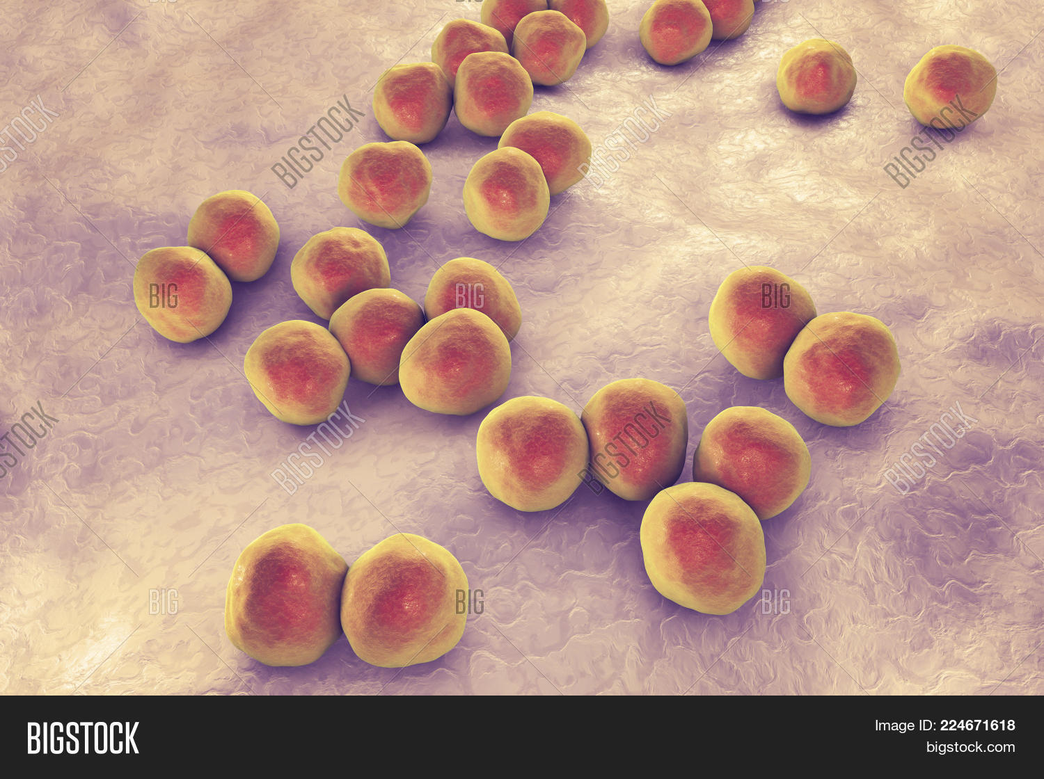Veillonella Bacteria, Image & Photo (Free Trial) | Bigstock