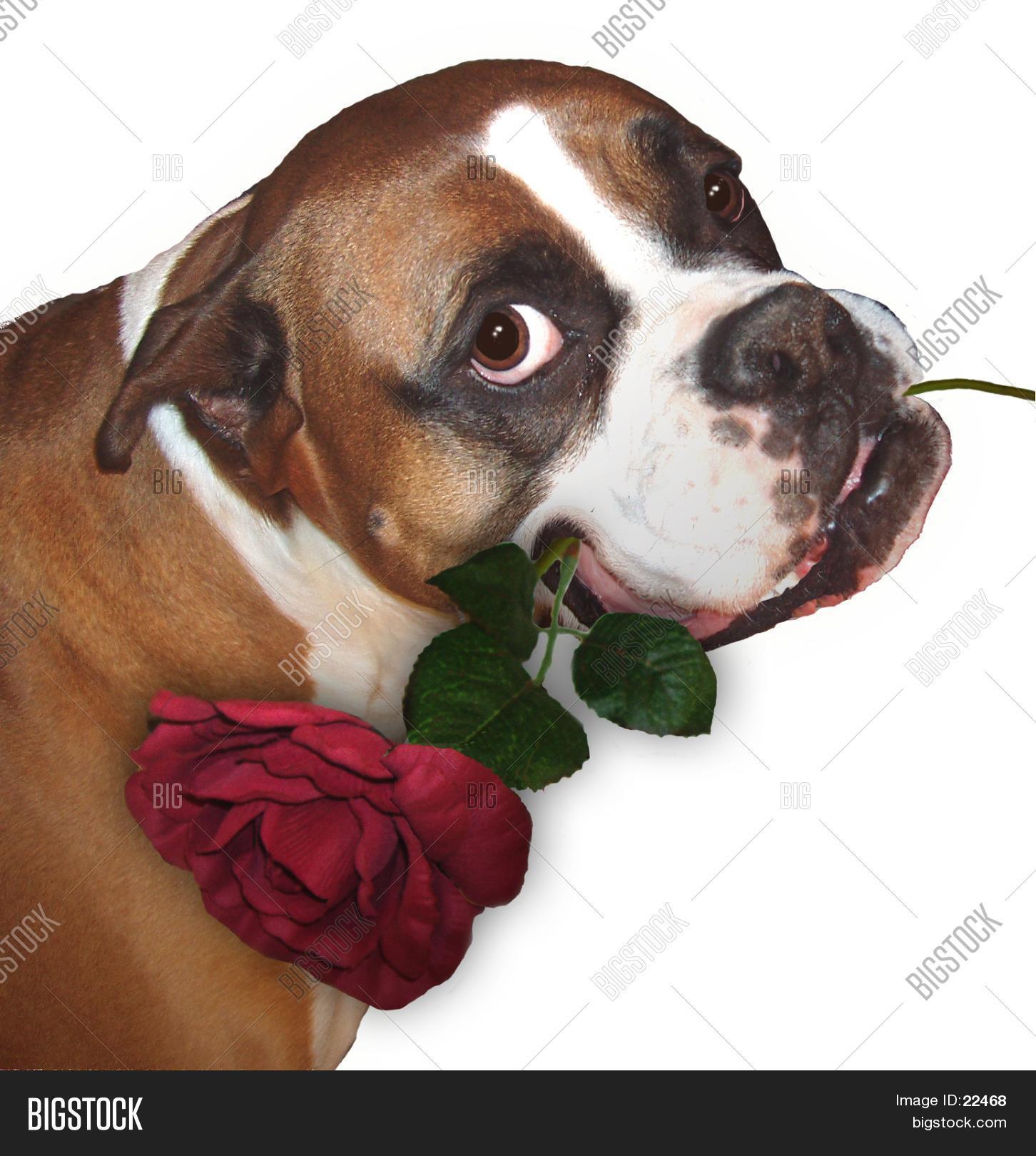 Boxer Rose (wht Image & Photo (Free Trial) | Bigstock