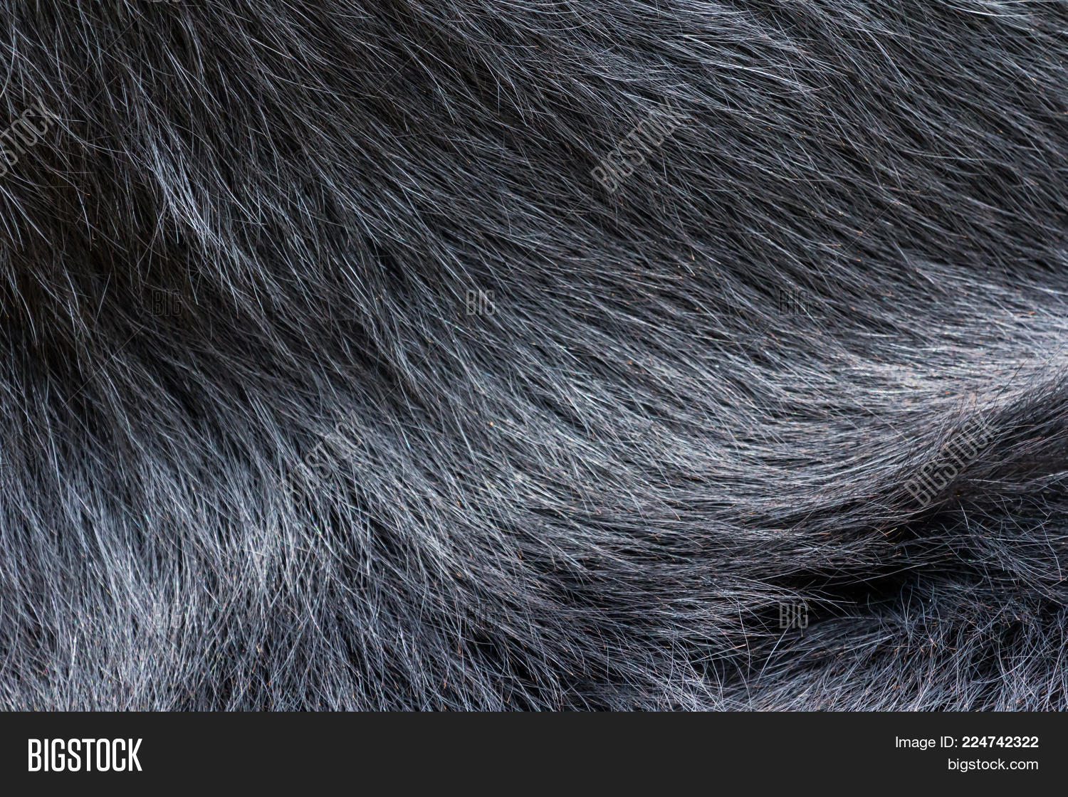 Black Bear Fur