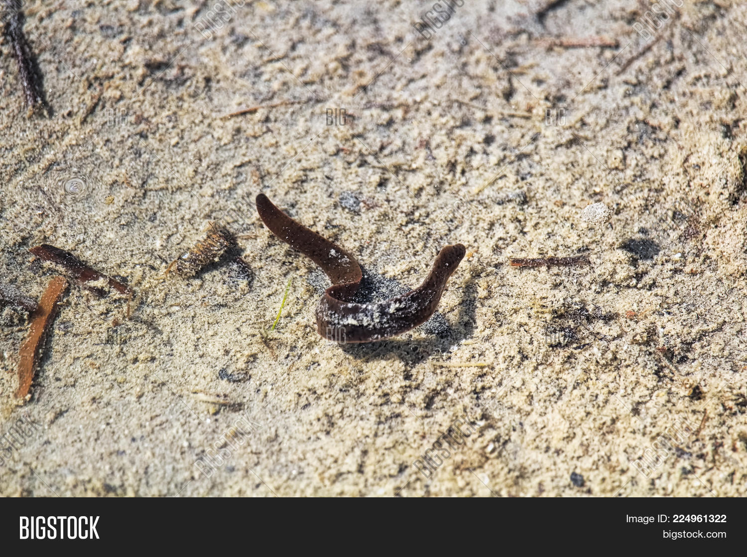 Leech Swimming Sandy Image & Photo (Free Trial) | Bigstock