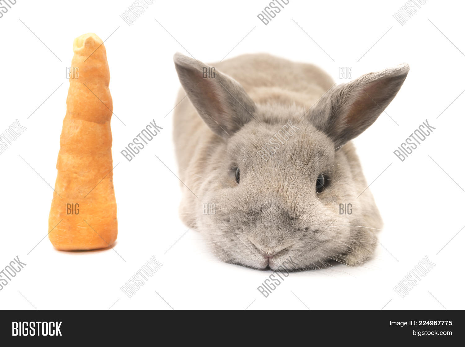 Cute Rabbit Gray Image & Photo (Free Trial) | Bigstock