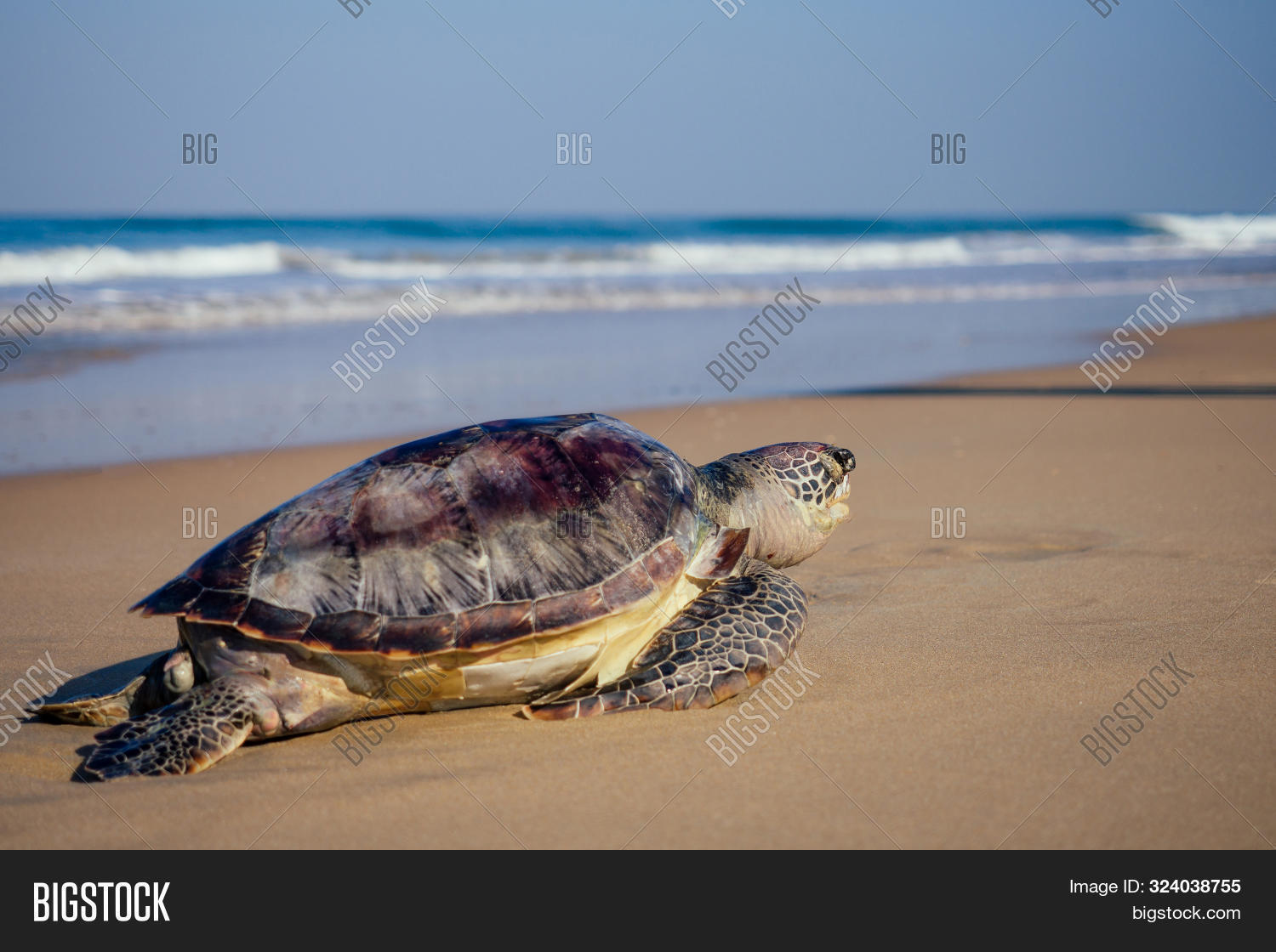 Big Sea Turtles On Image & Photo (Free Trial) | Bigstock