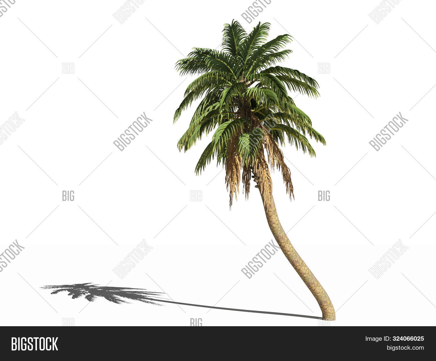 Wild Date Palm. Image & Photo (Free Trial) | Bigstock