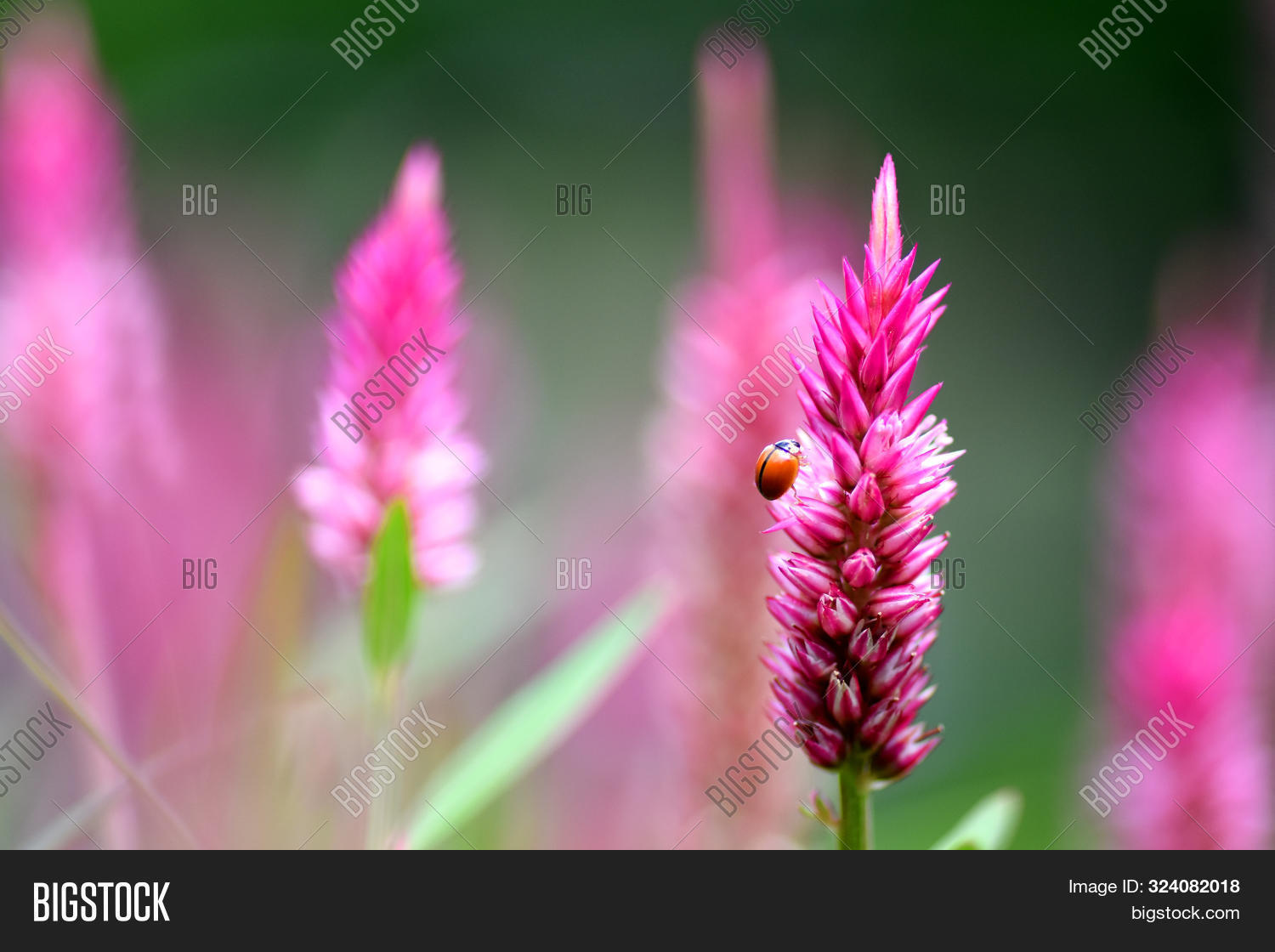 Rare Spotless Ladybug Image & Photo (Free Trial) | Bigstock